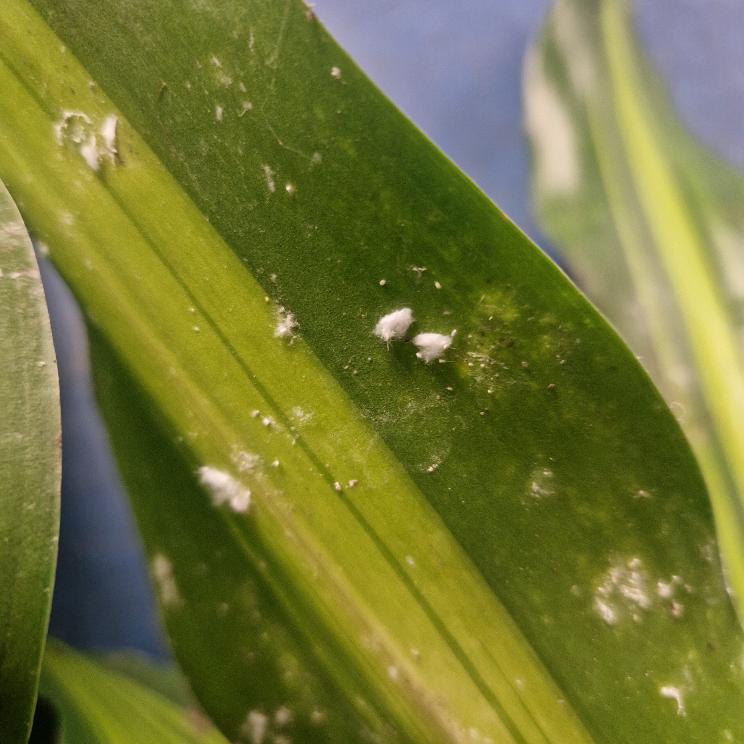 Mealybug control: effectively and sustainably dealing with this pest